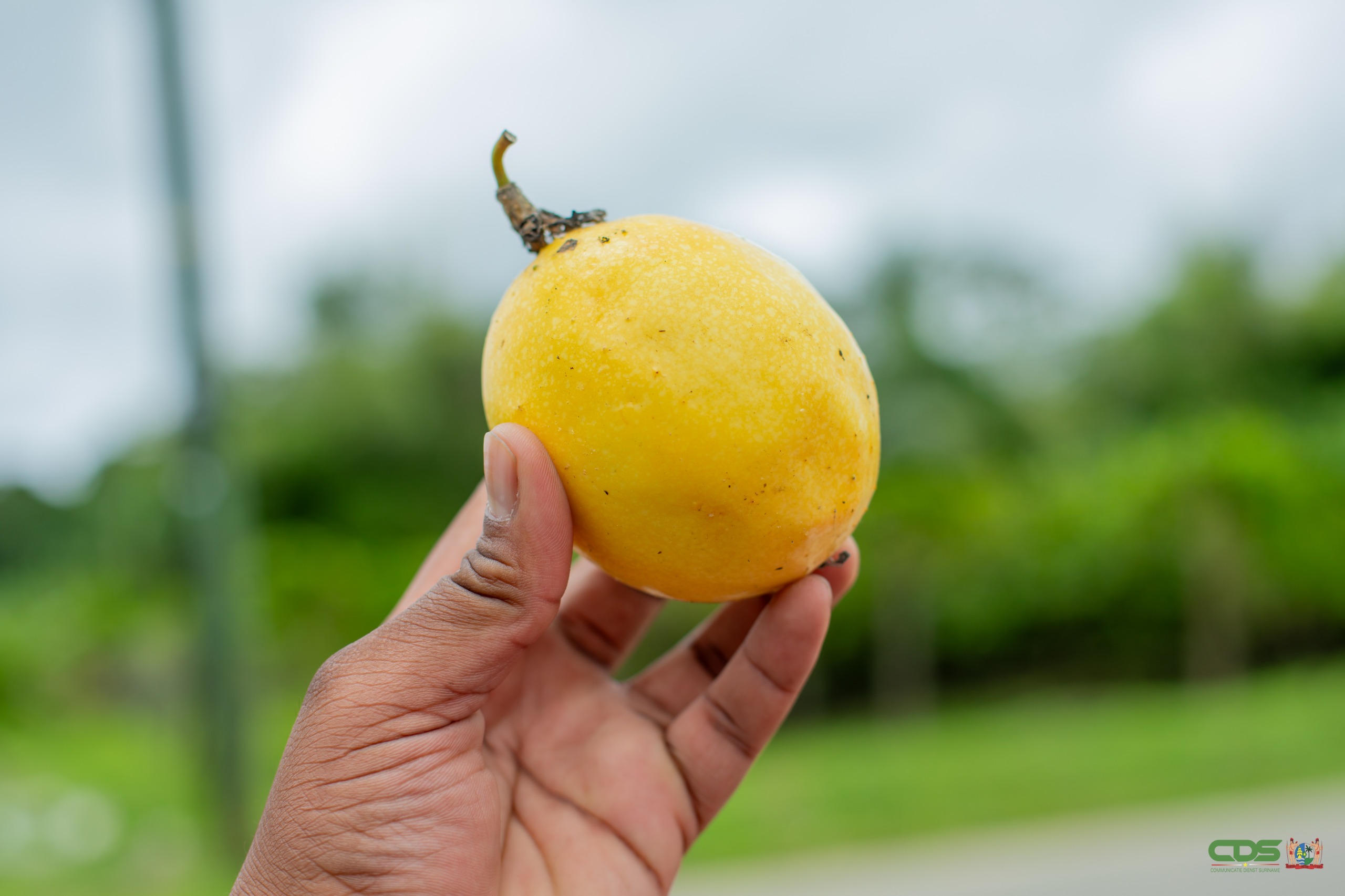 ‘Markoesa Outgrowers Project’ onderdeel van beoogde nationale productie